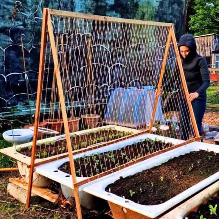 String Trellis For Peas Making A Pea Trellis With Kids